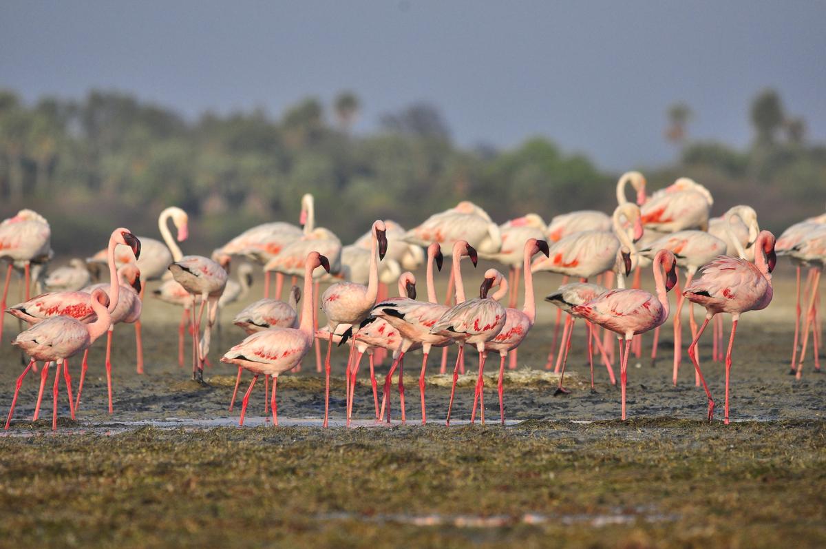 A flamboyance of lesser flamingos have arrived at Chennai’s Pulicat - The Hindu